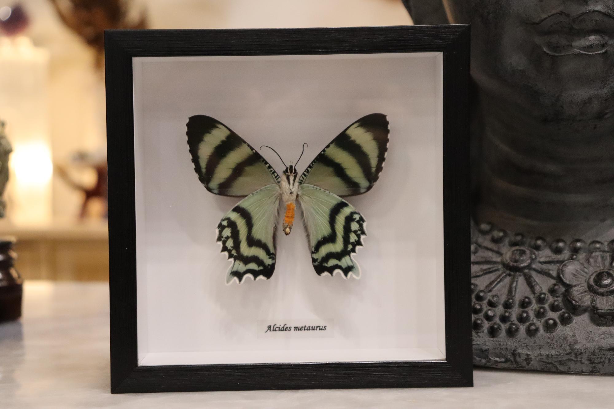 Preserved Moth's – Temporla In Bloom
