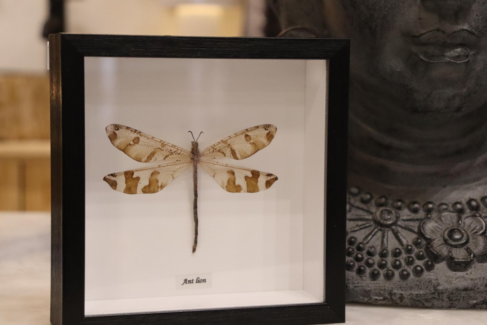 Preserved Dragonfly's – Temporla In Bloom